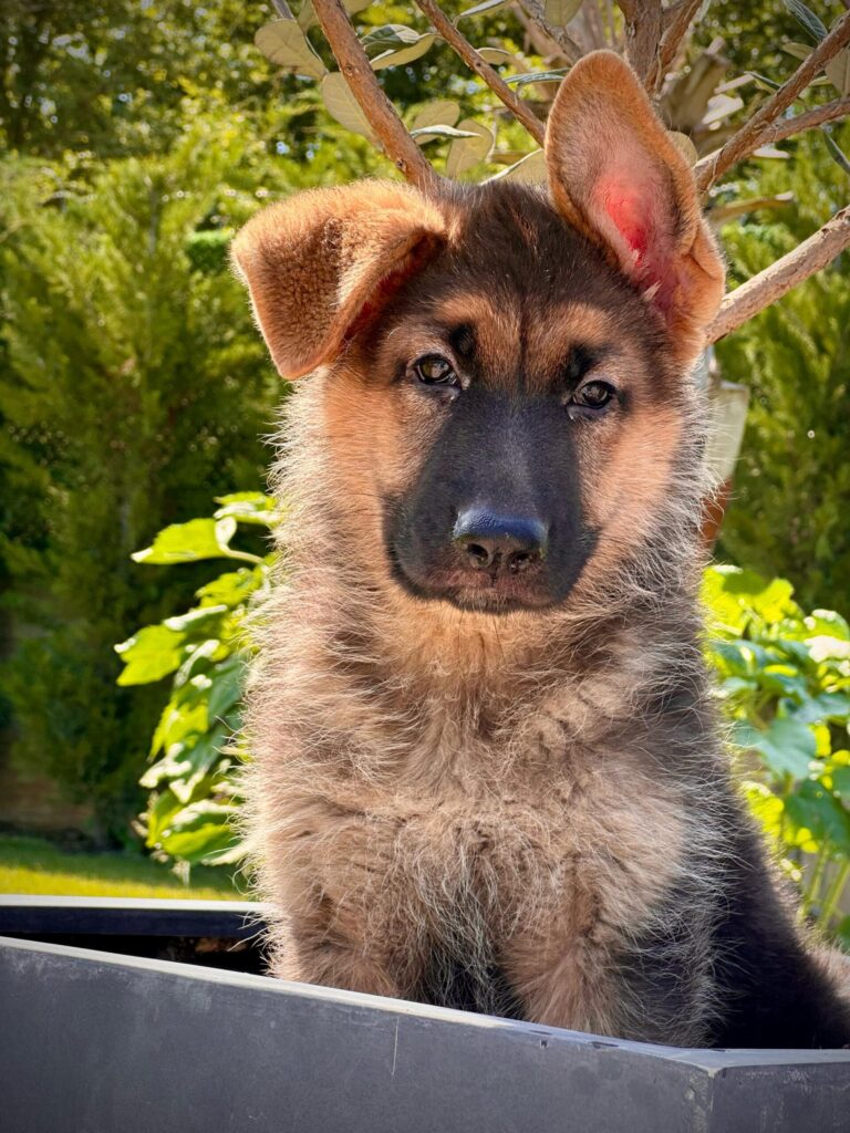 Show Line Alman Kurdu – Albatros Dog Kennels