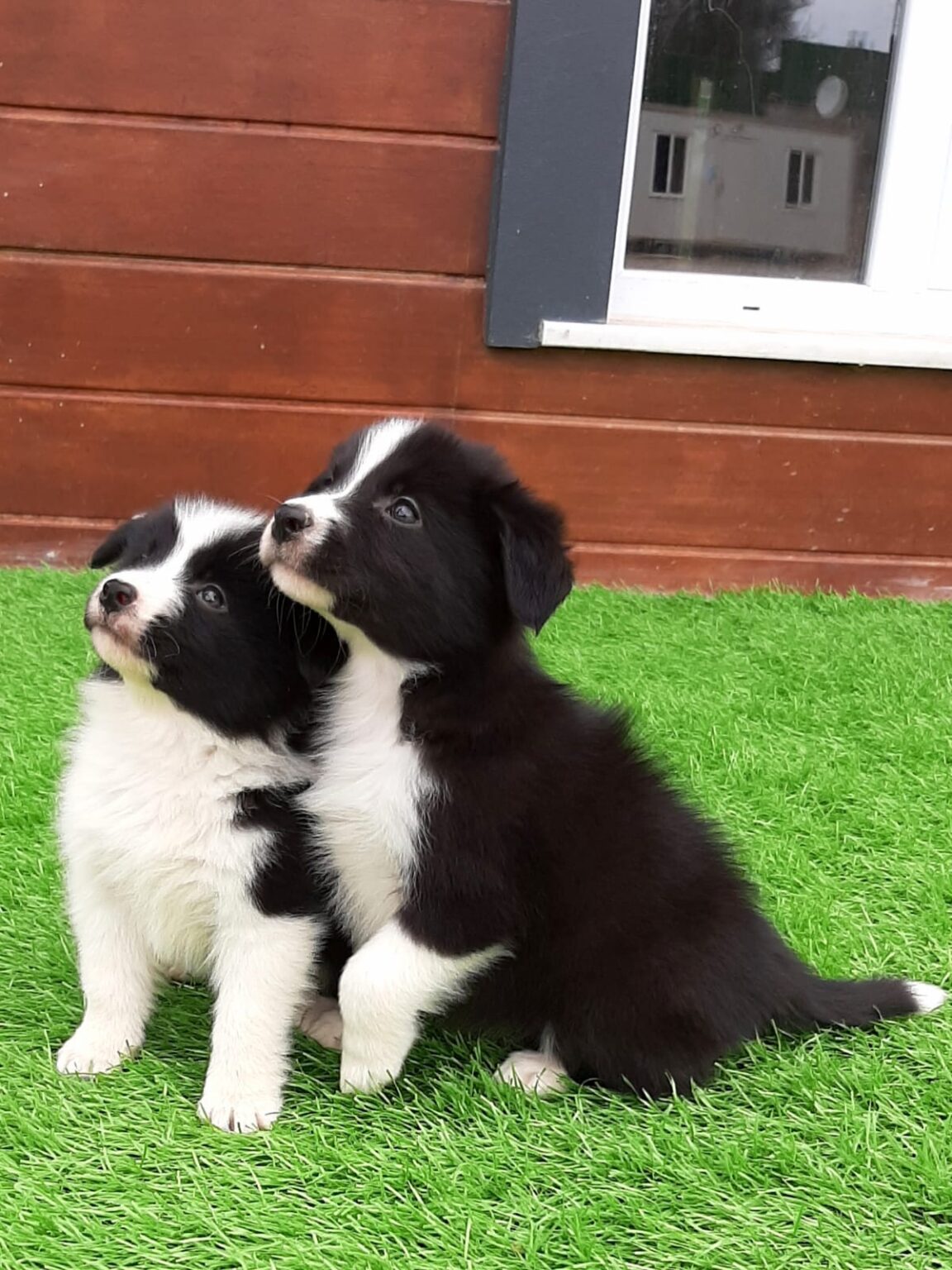 Border Collie Satın Alma Rehberi: Albatros Çiftliği ile İstanbul’da ...