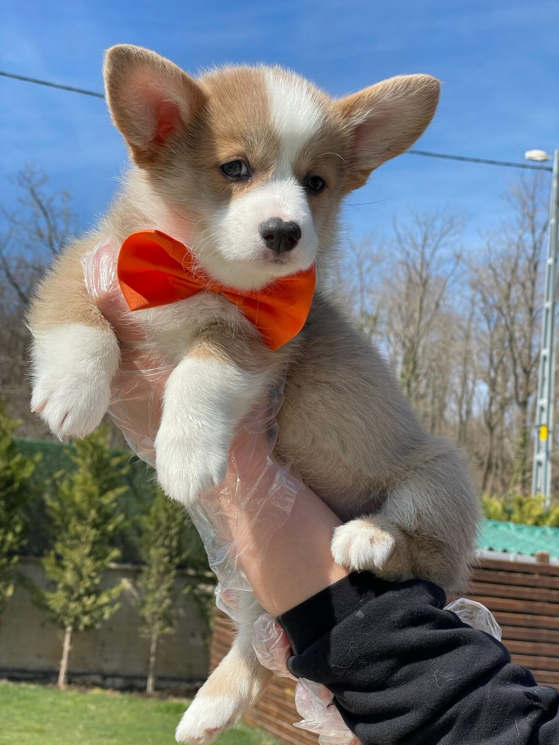 Süs Köpekleri İstanbul’da: Albatros Çiftliğinden Poodle, Maltese ve ...